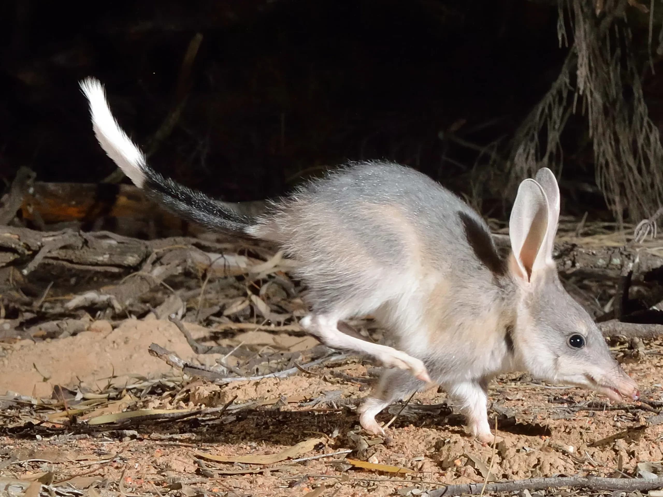 Random Animals Generator