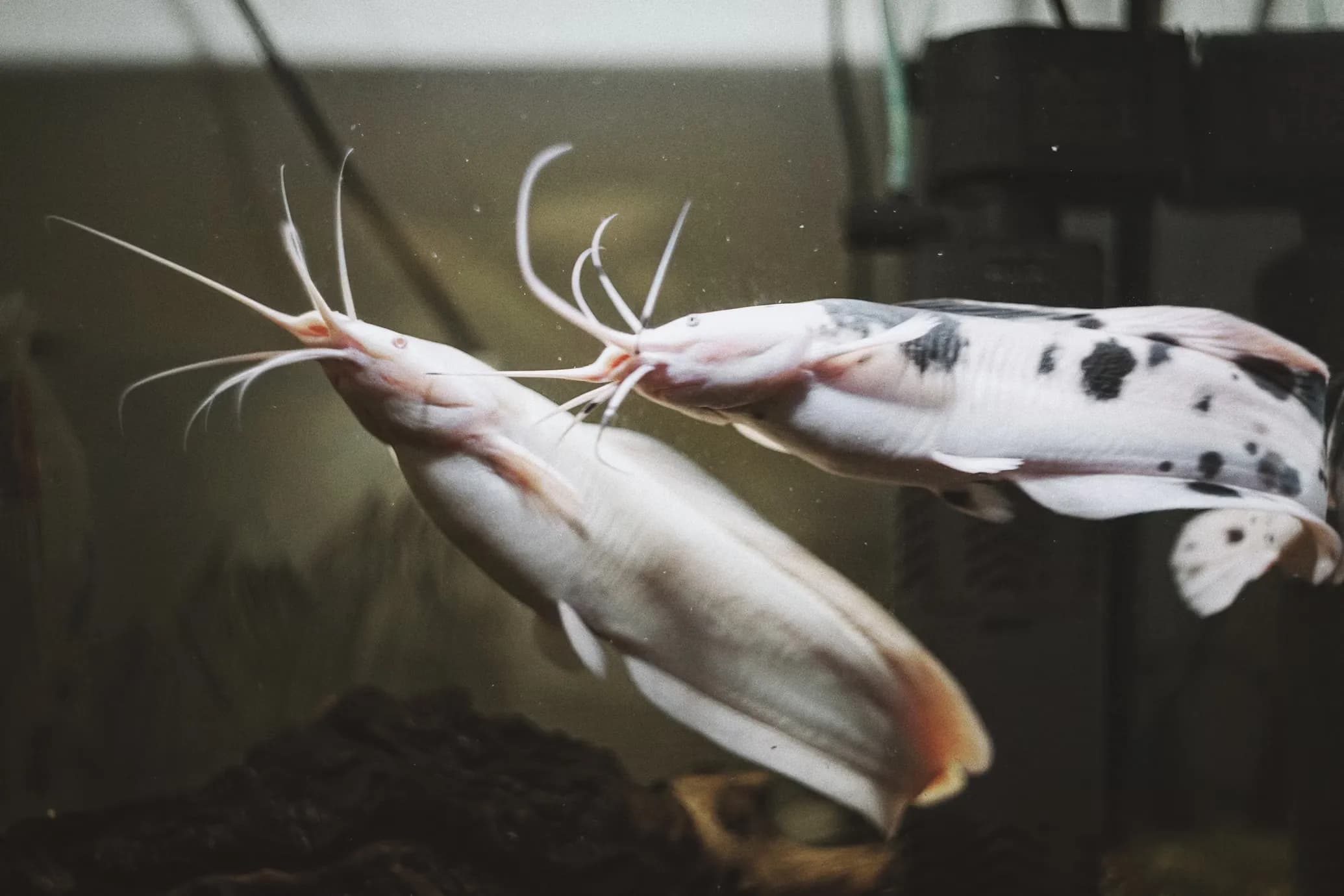 Random Animals Generator