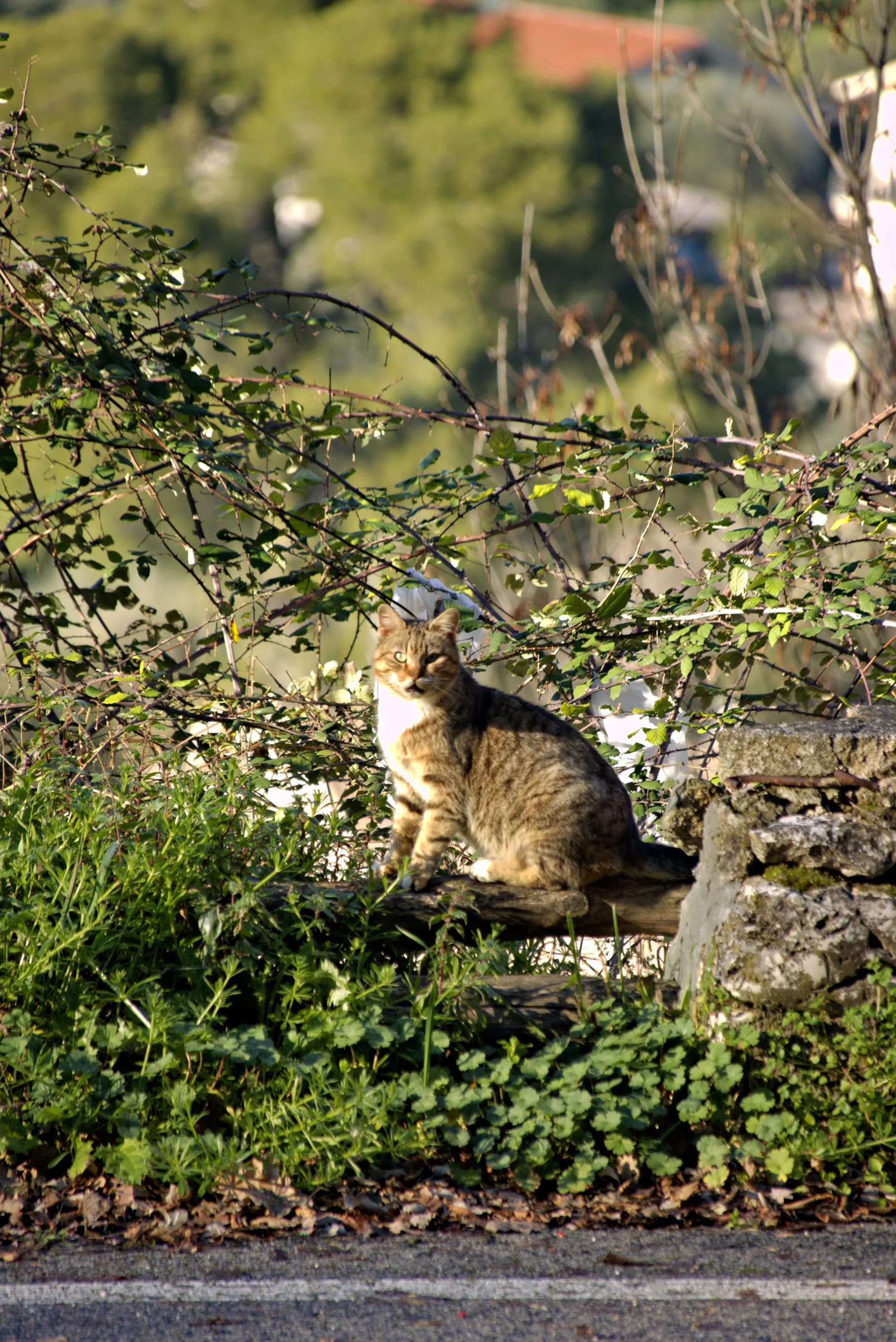 Random Animals Generator