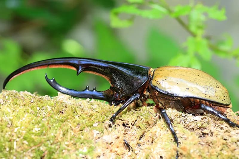 Random Animals Generator