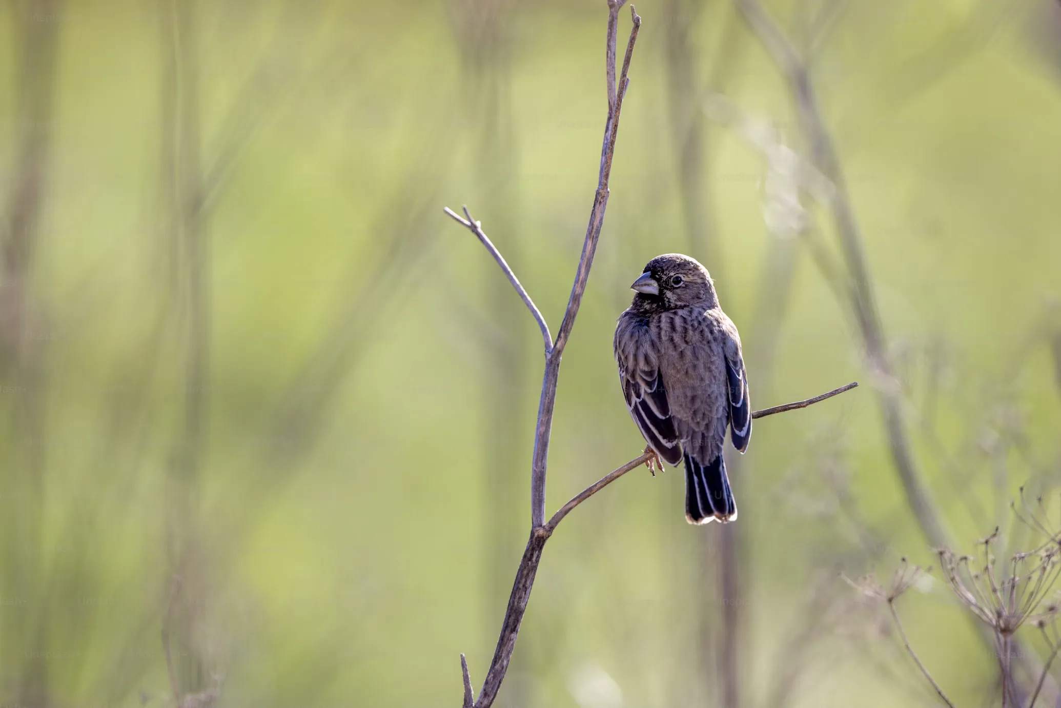 Random Animals Generator