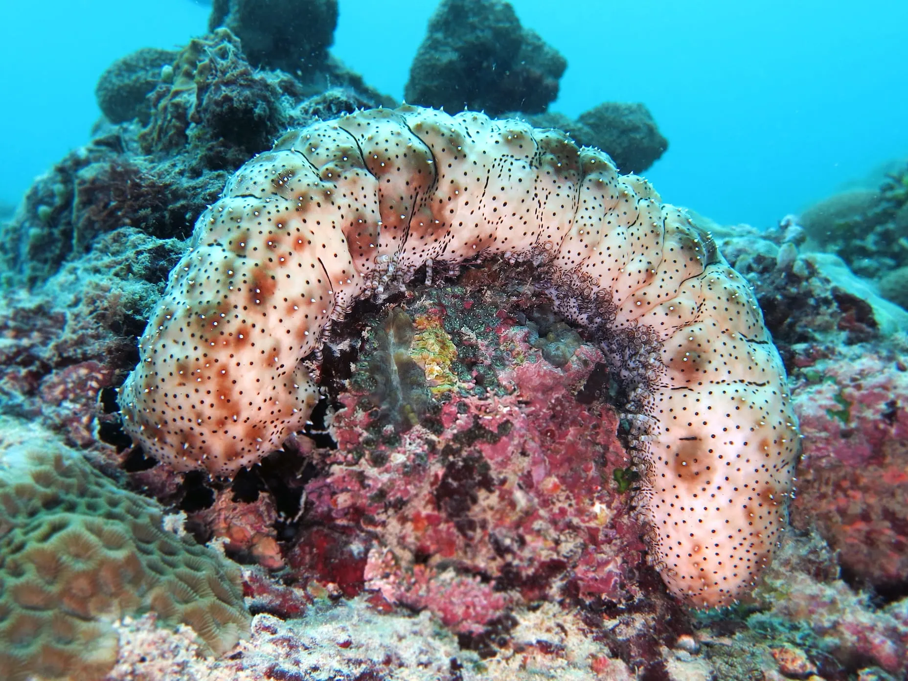 Random Animals Generator