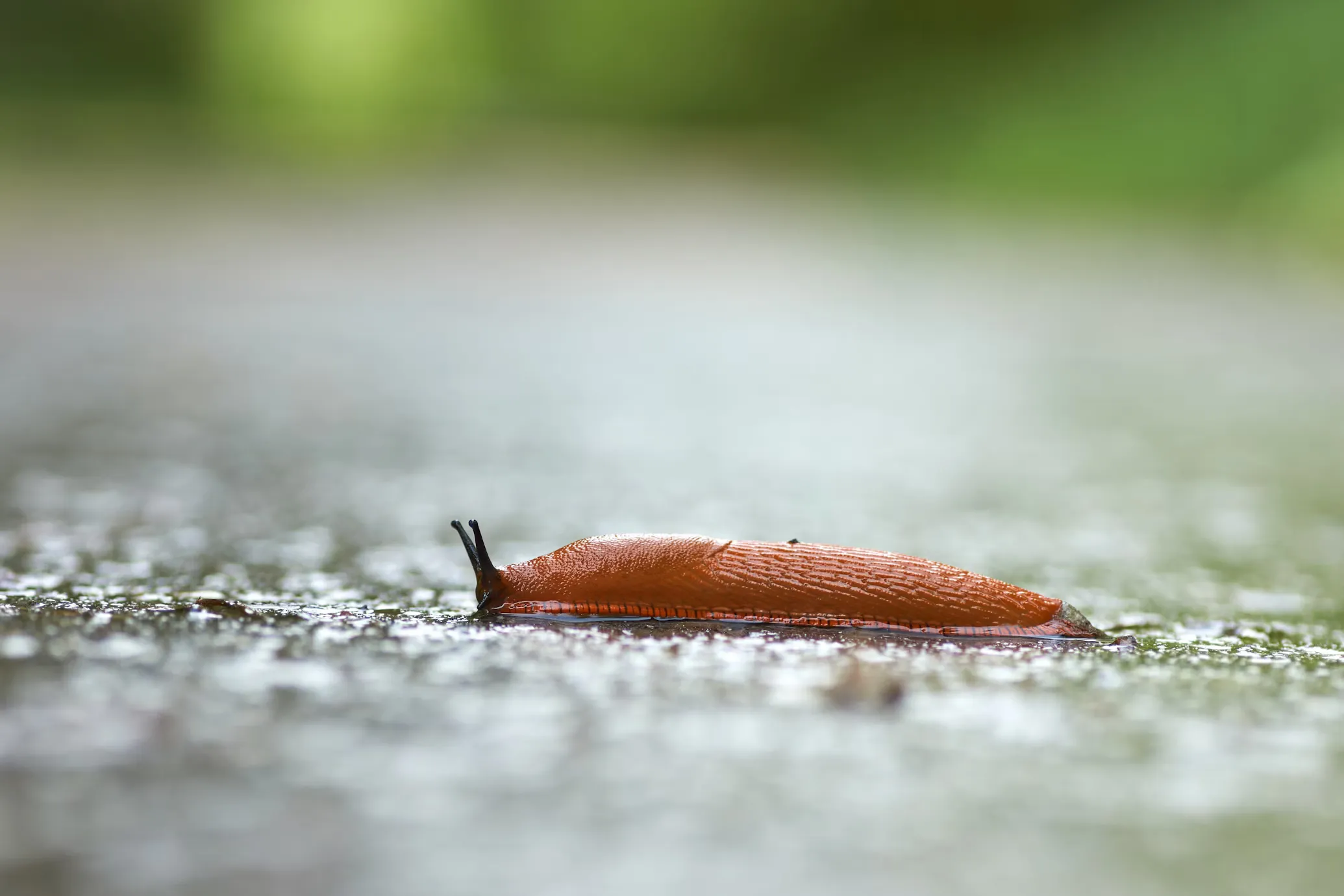 Random Animals Generator