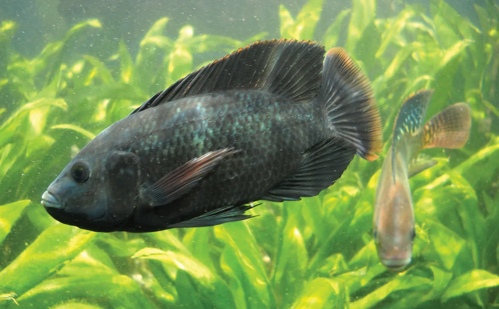 Random Animals Generator